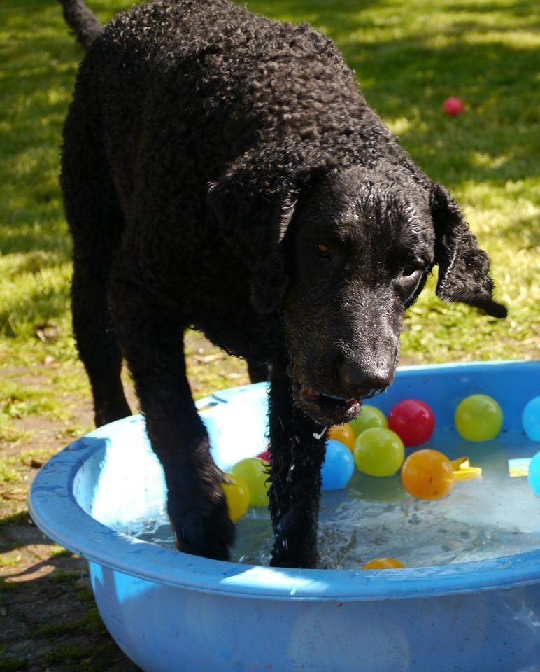 Contact | STORMACRE CURLY COATED RETRIEVERS & SUSSEX SPANIELS