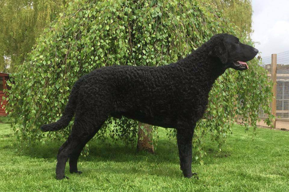 About | STORMACRE CURLY COATED RETRIEVERS & SUSSEX SPANIELS
