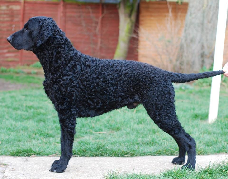 Dogs | STORMACRE CURLY COATED RETRIEVERS & SUSSEX SPANIELS