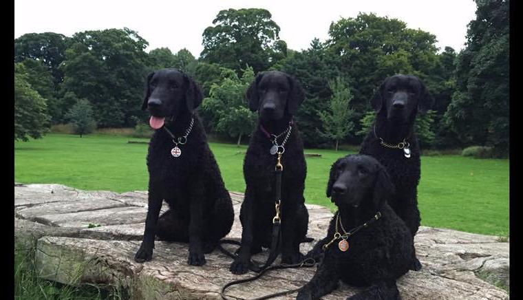 STORMACRE CURLY COATED RETRIEVERS & SUSSEX SPANIELS | The home of ...